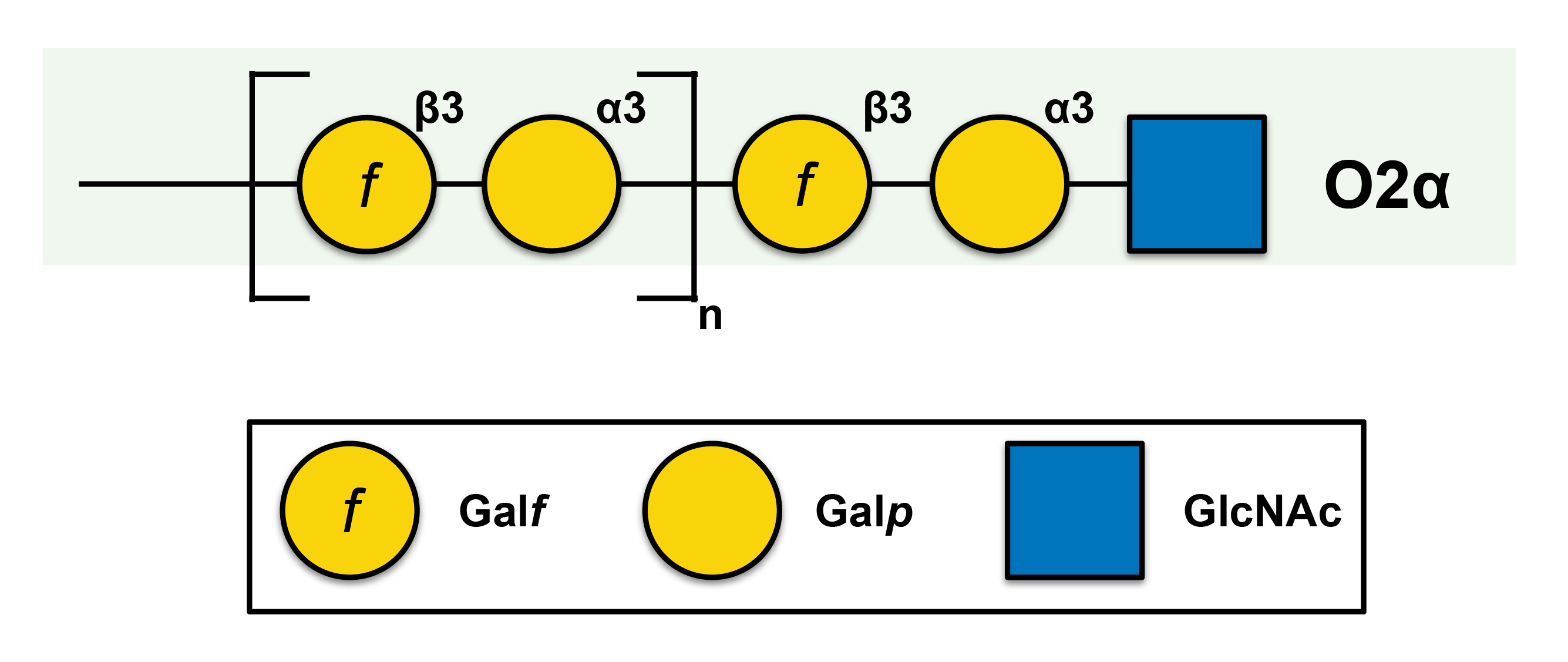 Klebsiella pneumoniae O antigen genetics, structural diversity and ...
